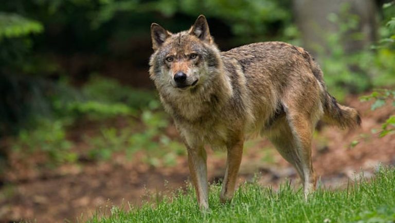 Wolf Symbolism Across Cultures and History - NextDreaming