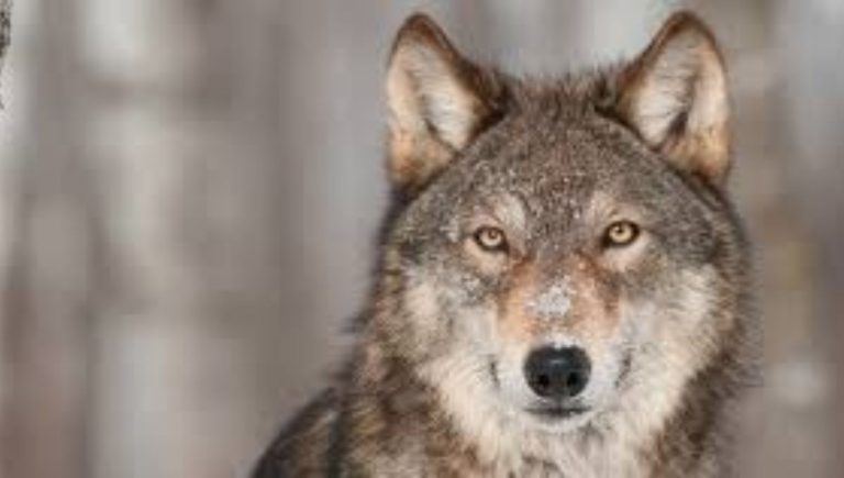 Wolf Symbolism Across Cultures and History - NextDreaming
