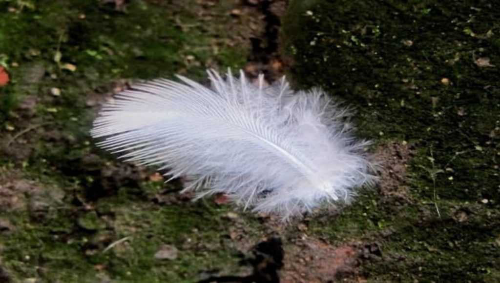 The Spiritual Meaning of Black and White Feathers – NextDreaming