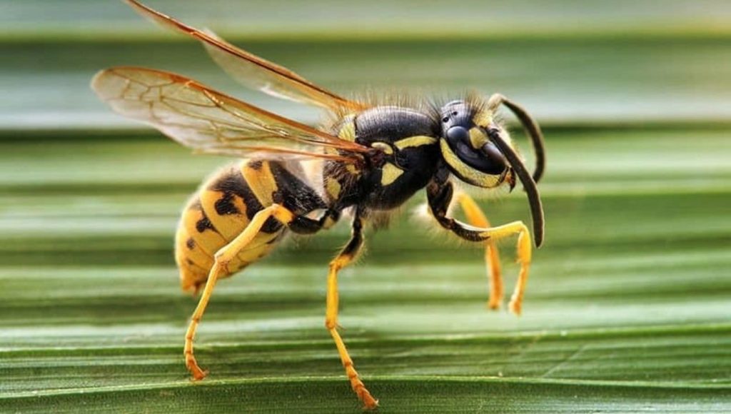 Spiritual Meaning of Wasps: What They Symbolize in Your Life - NextDreaming