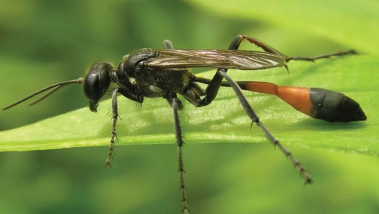 Spiritual Meaning of Wasps: What They Symbolize in Your Life - NextDreaming