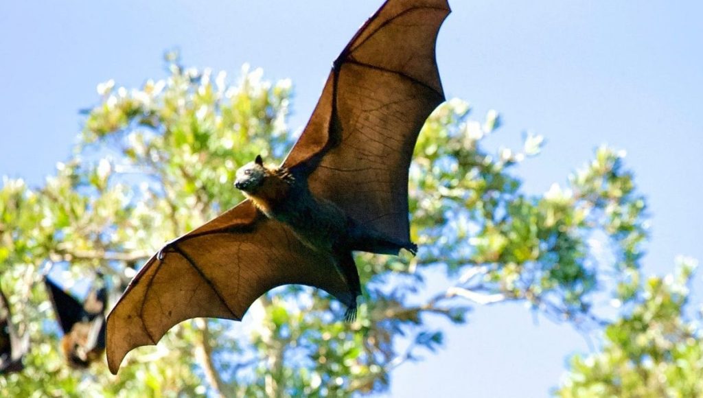 Bat Spiritual Meaning: Symbolism, Omens, and Messages – NextDreaming
