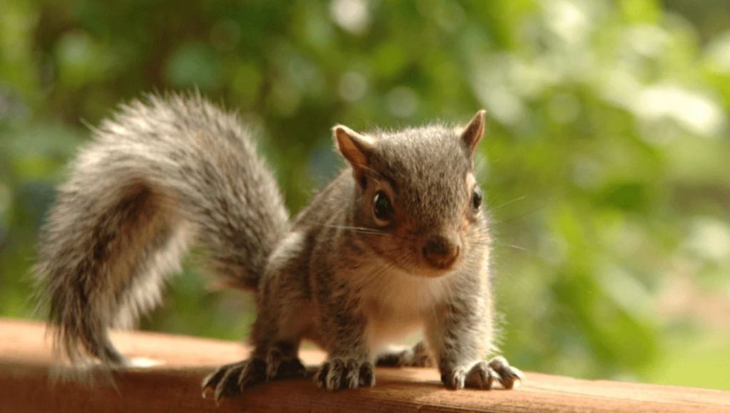 Squirrel Spiritual Meaning: Symbols & Messages from the Universe ...
