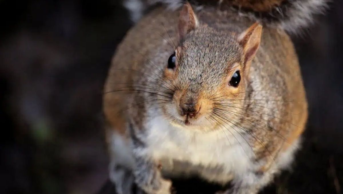 Squirrel Spiritual Meaning: Symbols & Messages from the Universe ...