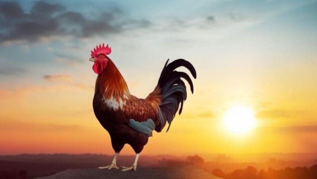 15 Spiritual Meanings and Symbolism of the Rooster - NextDreaming