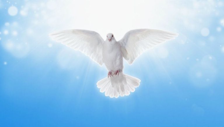 17 Symbols of Innocence and Their Beautiful Meanings - NextDreaming